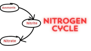 Signs Of A Cycled Aquarium: How To Know If Tank Is Cycled